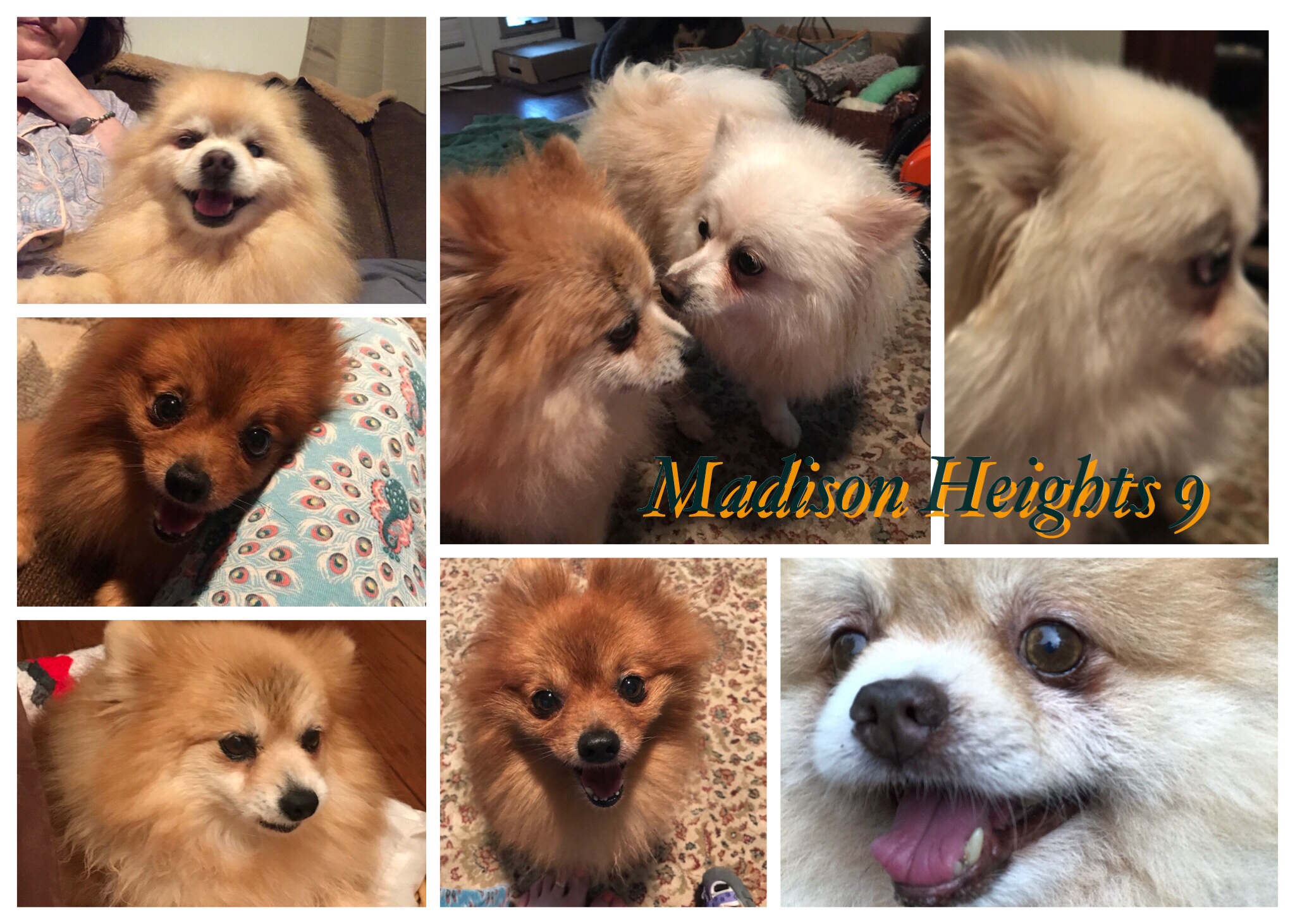 Full House(s) of Rescues – Pomeranian Club of Central Virginia