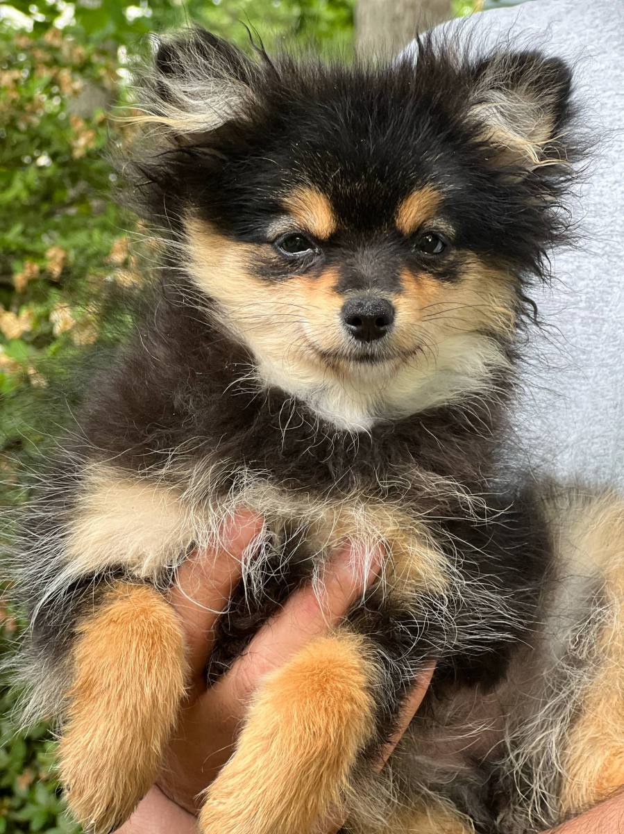 Meet Jasmine & Reese: The Tiny Velvet Monarchs – Pomeranian Club of Central Virginia