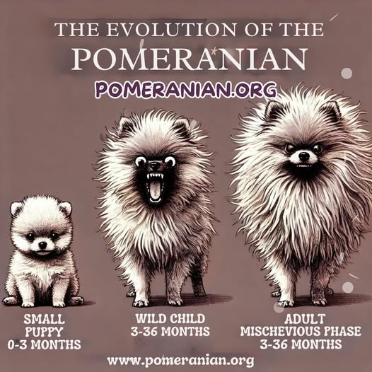 Evolution of Pom from Puppy to Adulthood – Pomeranian Club of Central ...