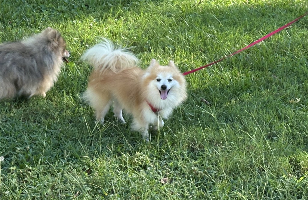 ADOPTED Champ: The Energetic Pomeranian – Pomeranian Club of Central ...